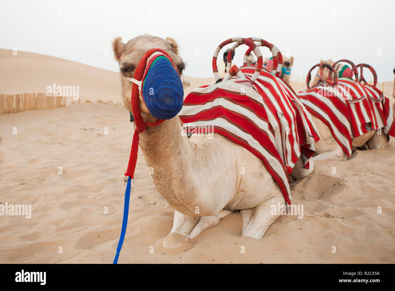 camel resting in the desert safari Stock Photo - Alamy