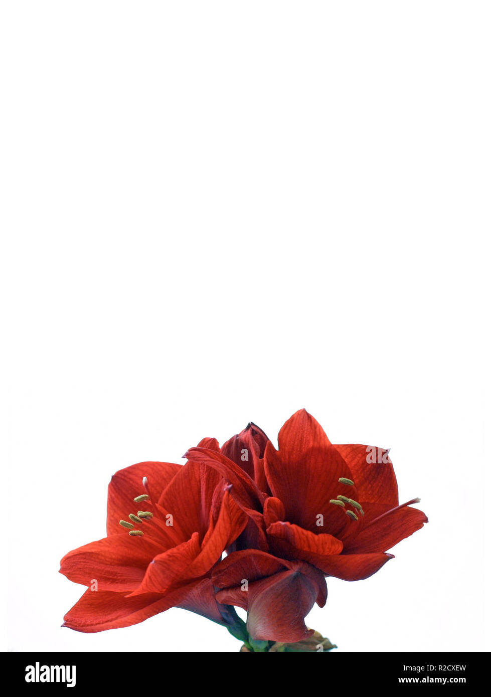 Amarilis hi-res stock photography and images - Alamy