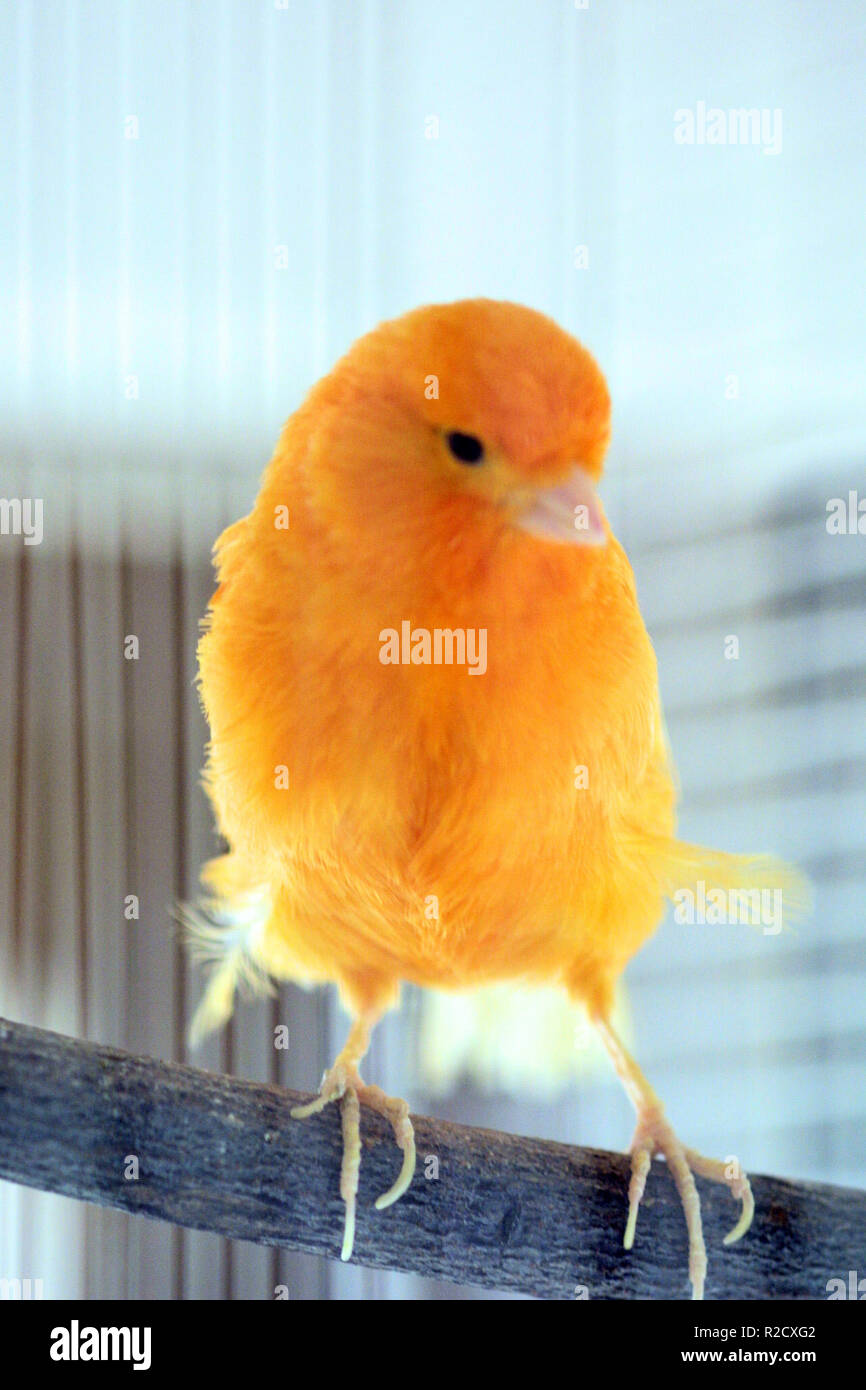 Pet canary hi-res stock photography and images - Alamy