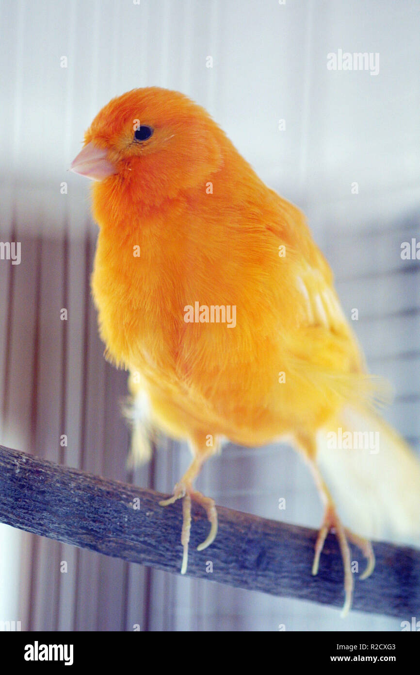 Pet canary hi-res stock photography and images - Alamy