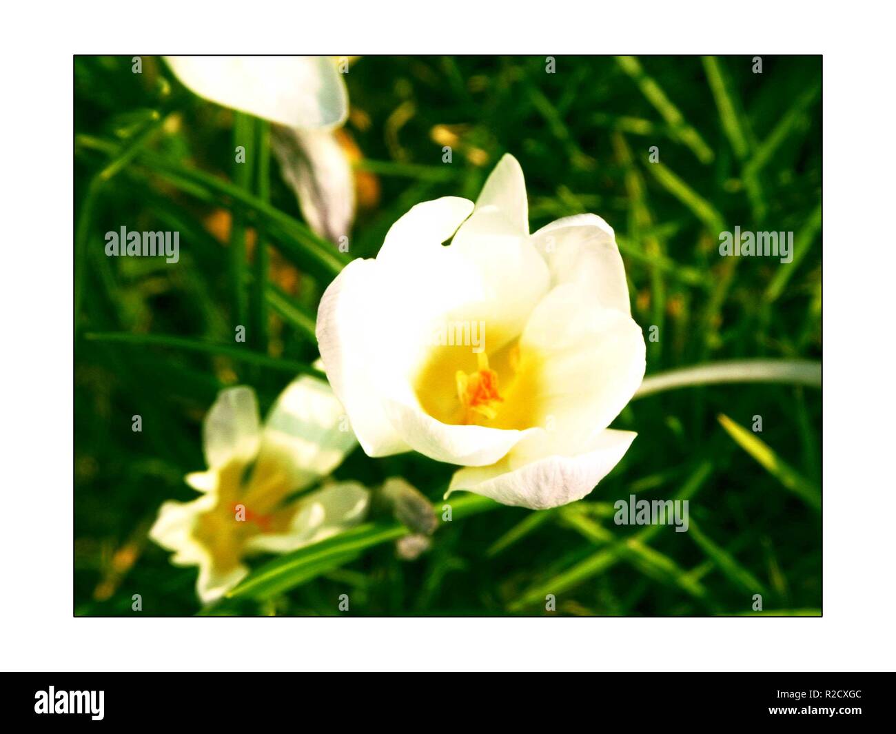 the spring comes Stock Photo - Alamy