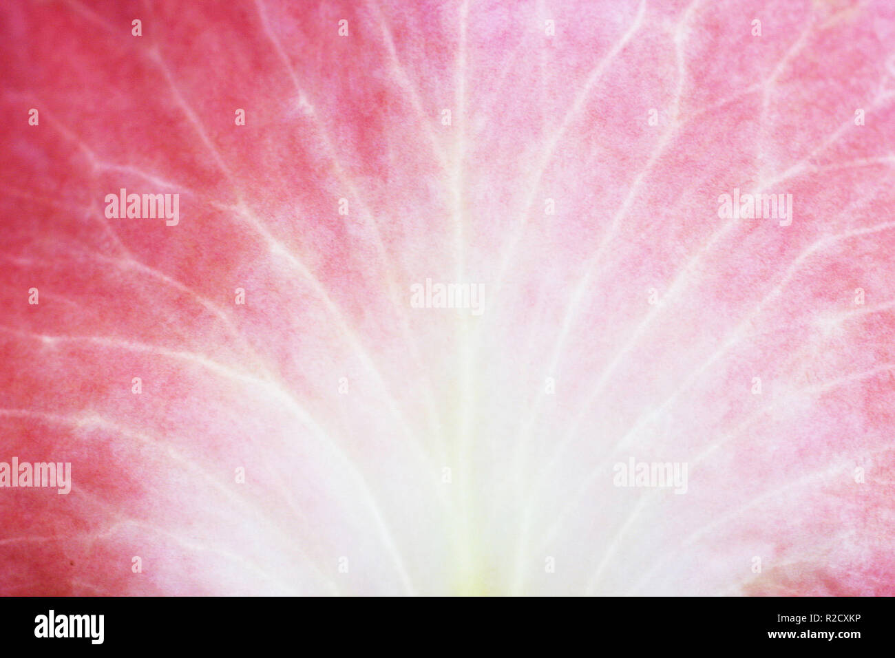 flower cross section Stock Photo - Alamy