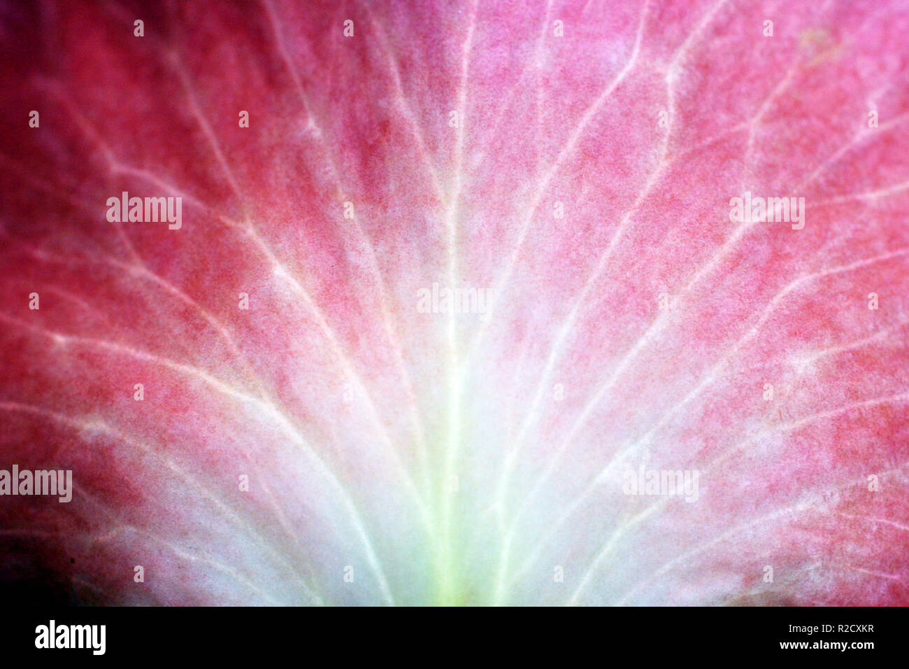 Flower veins hi-res stock photography and images - Alamy