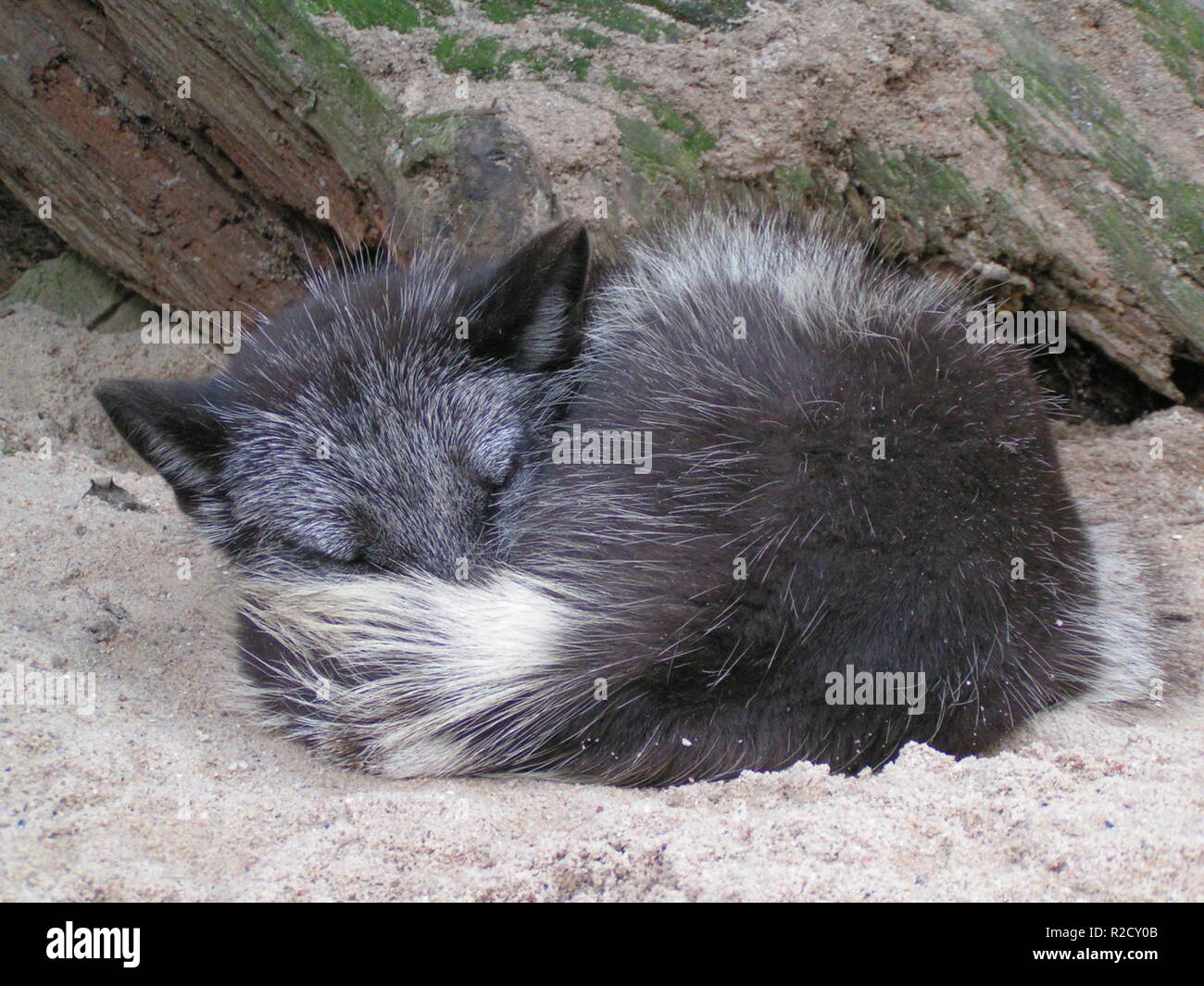 Eisfuchs hi-res stock photography and images - Alamy