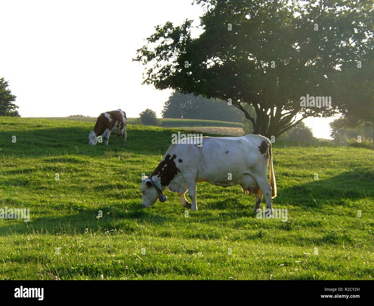grazing cows with cowbells Stock Photo - Alamy