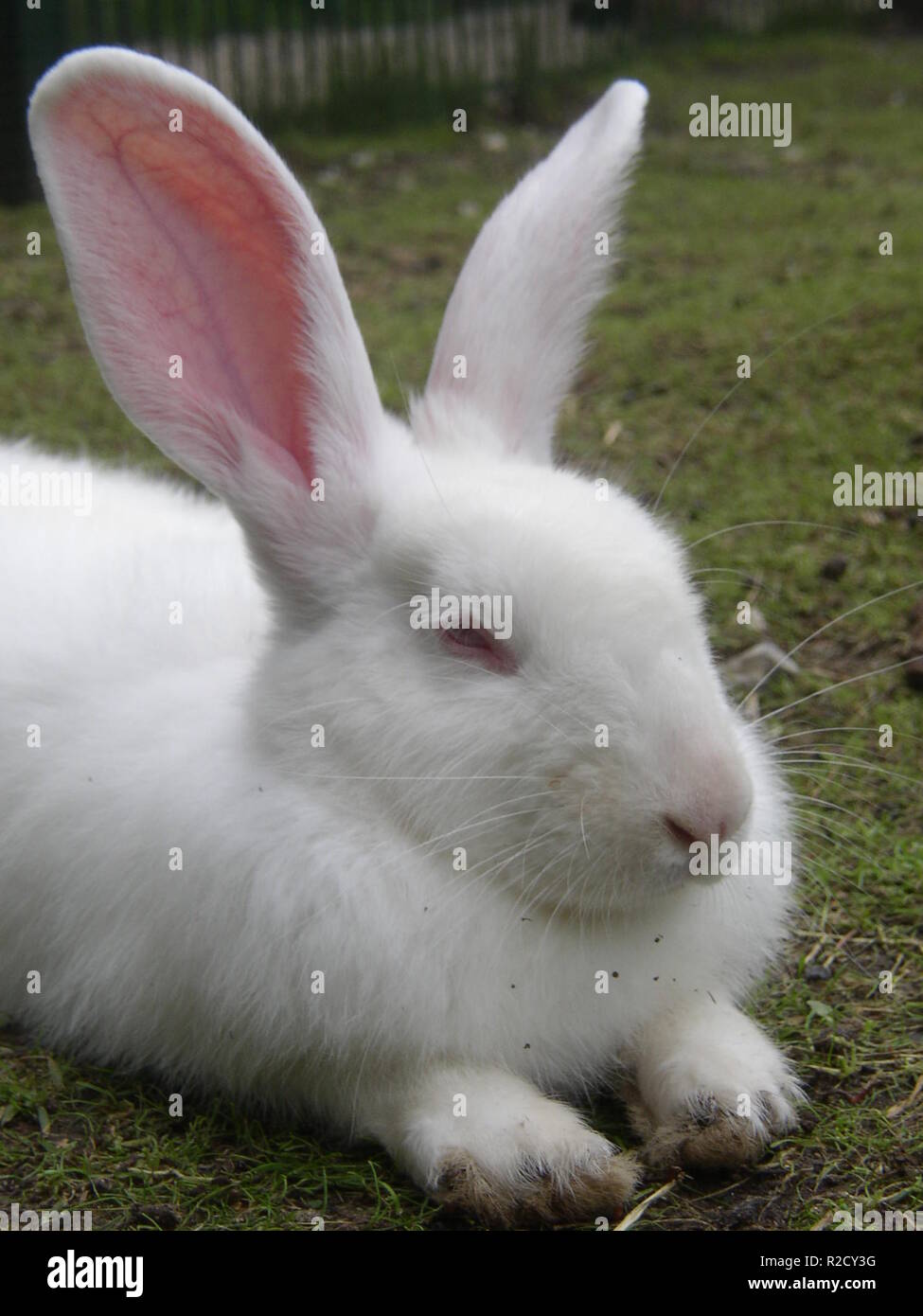 Pure rabbit hi-res stock photography and images - Alamy