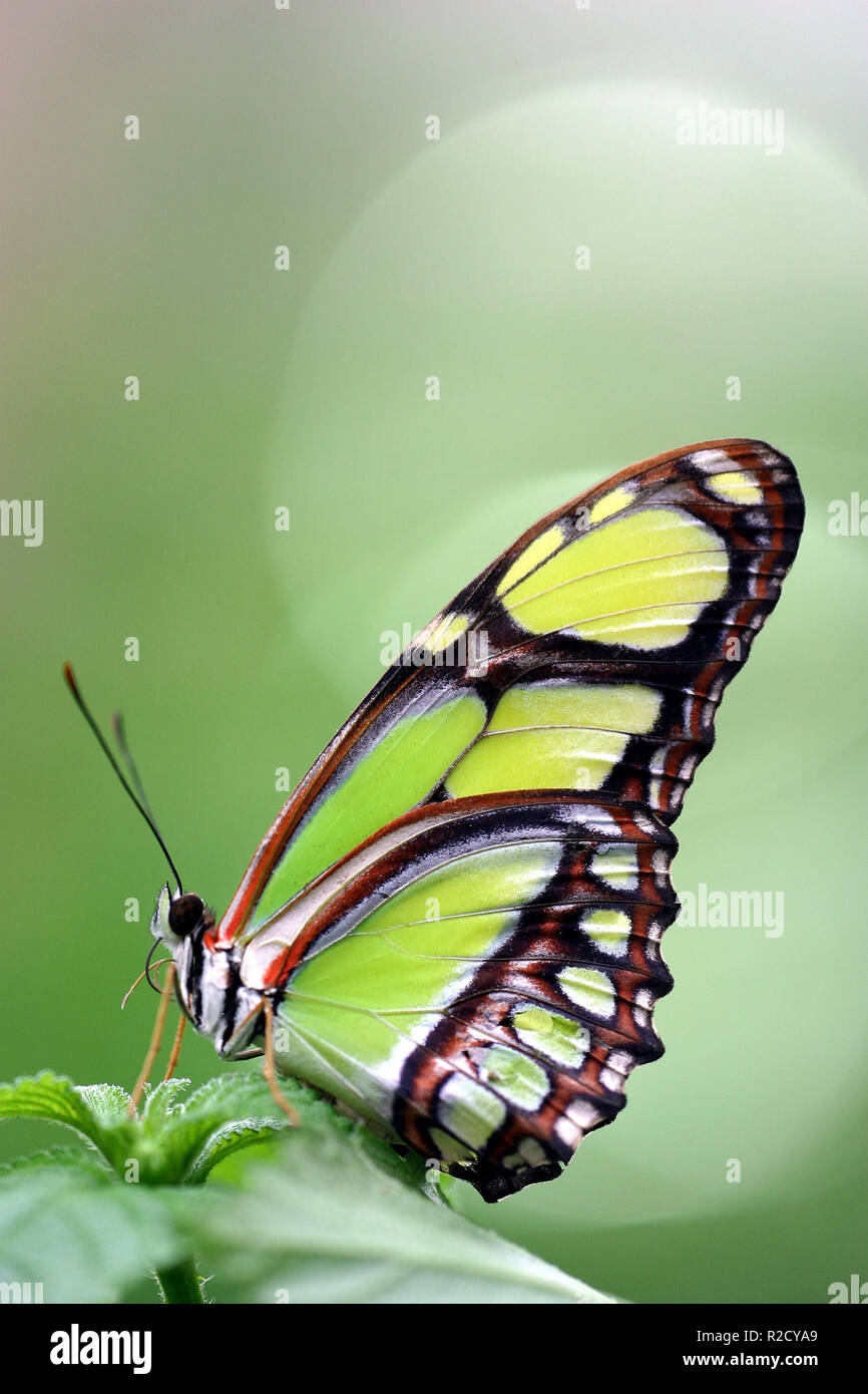 Butterfly portrait hi-res stock photography and images - Alamy