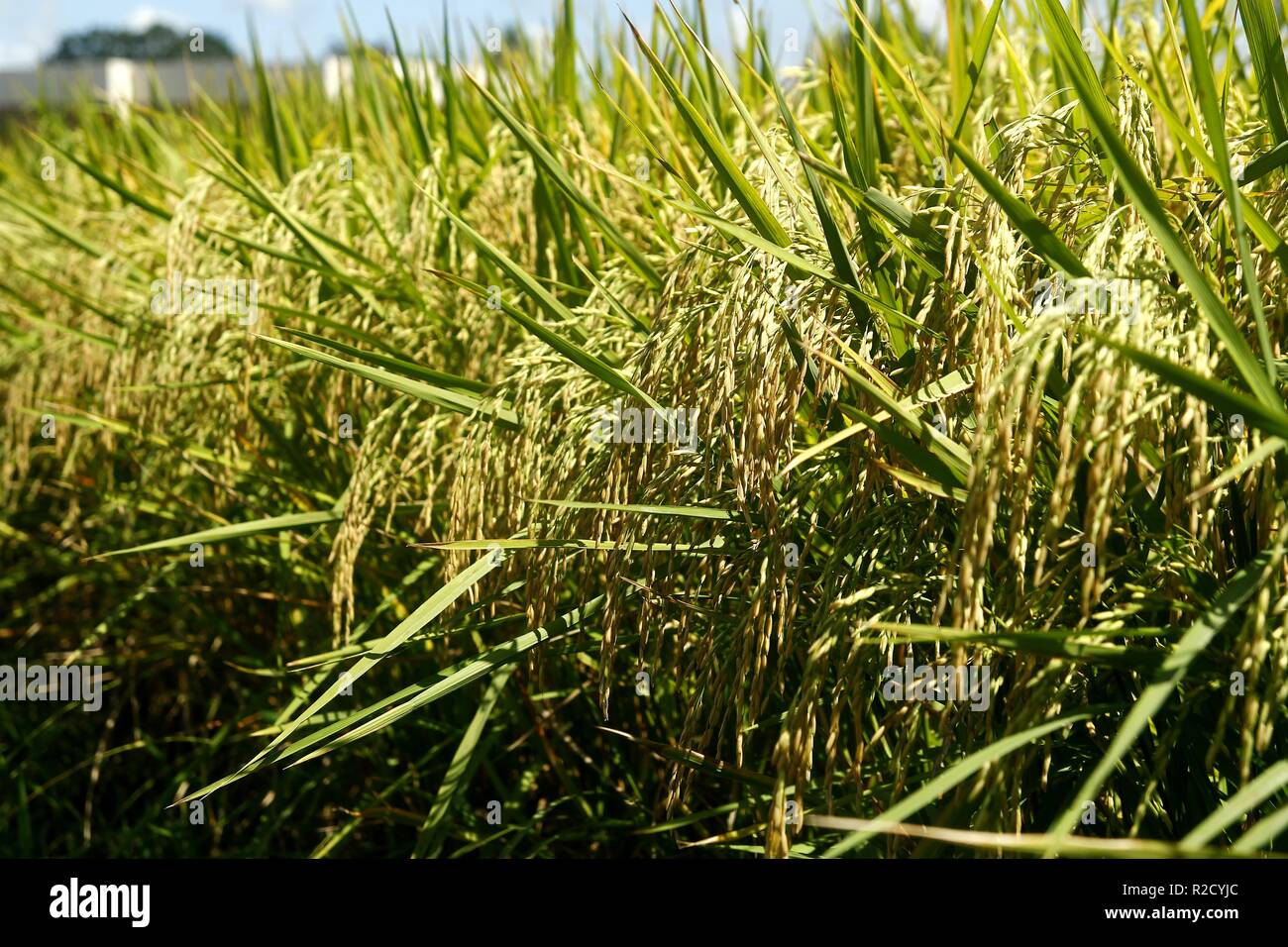 Photo of rice grains on a rice plant in a rice field or farm Stock ...