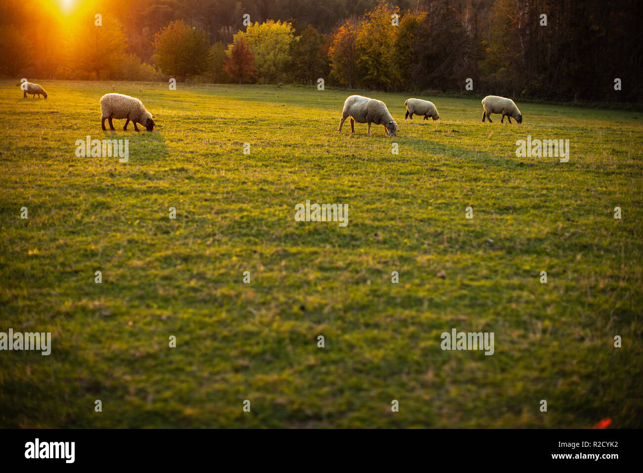 Sheep grazing on lush green pastures in warm evening light Stock Photo - Alamy