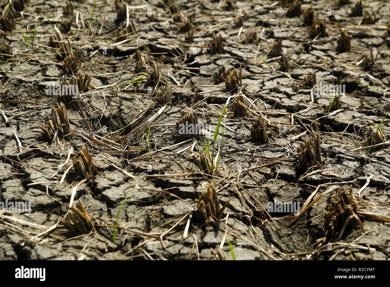 Dried up field cracked ground hi-res stock photography and images - Alamy