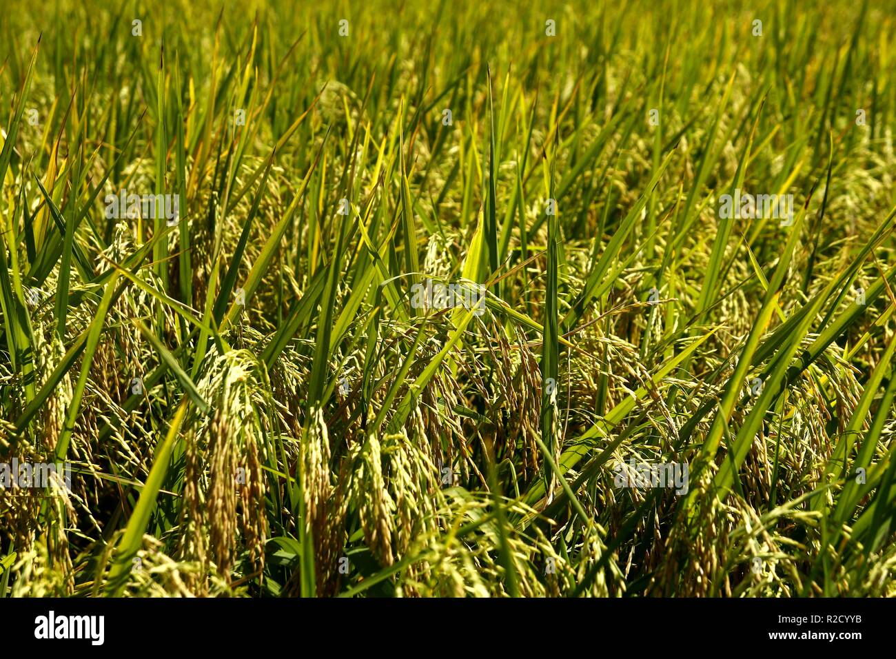 Rice field windy hi-res stock photography and images - Alamy