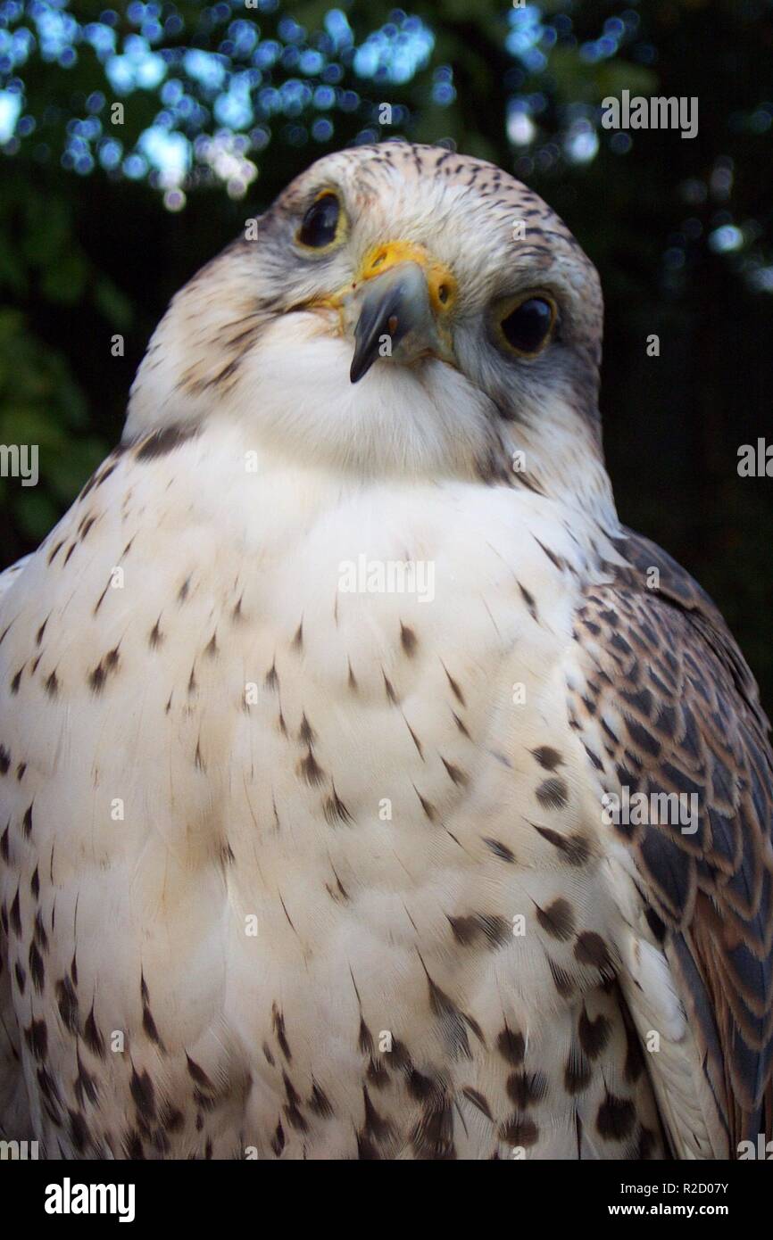 Sakerfalke hi-res stock photography and images - Alamy