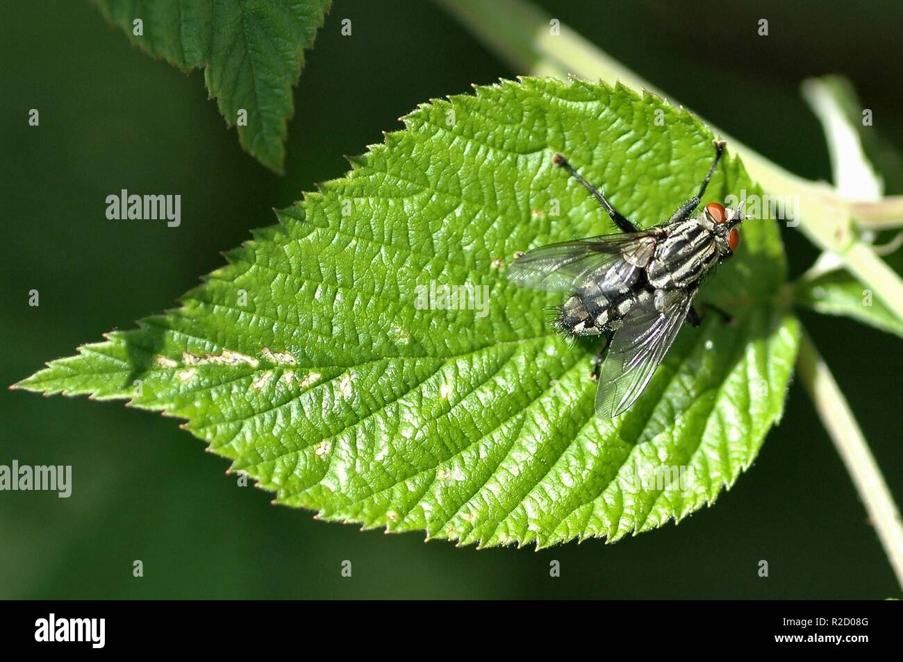fly in the sunlight Stock Photo - Alamy