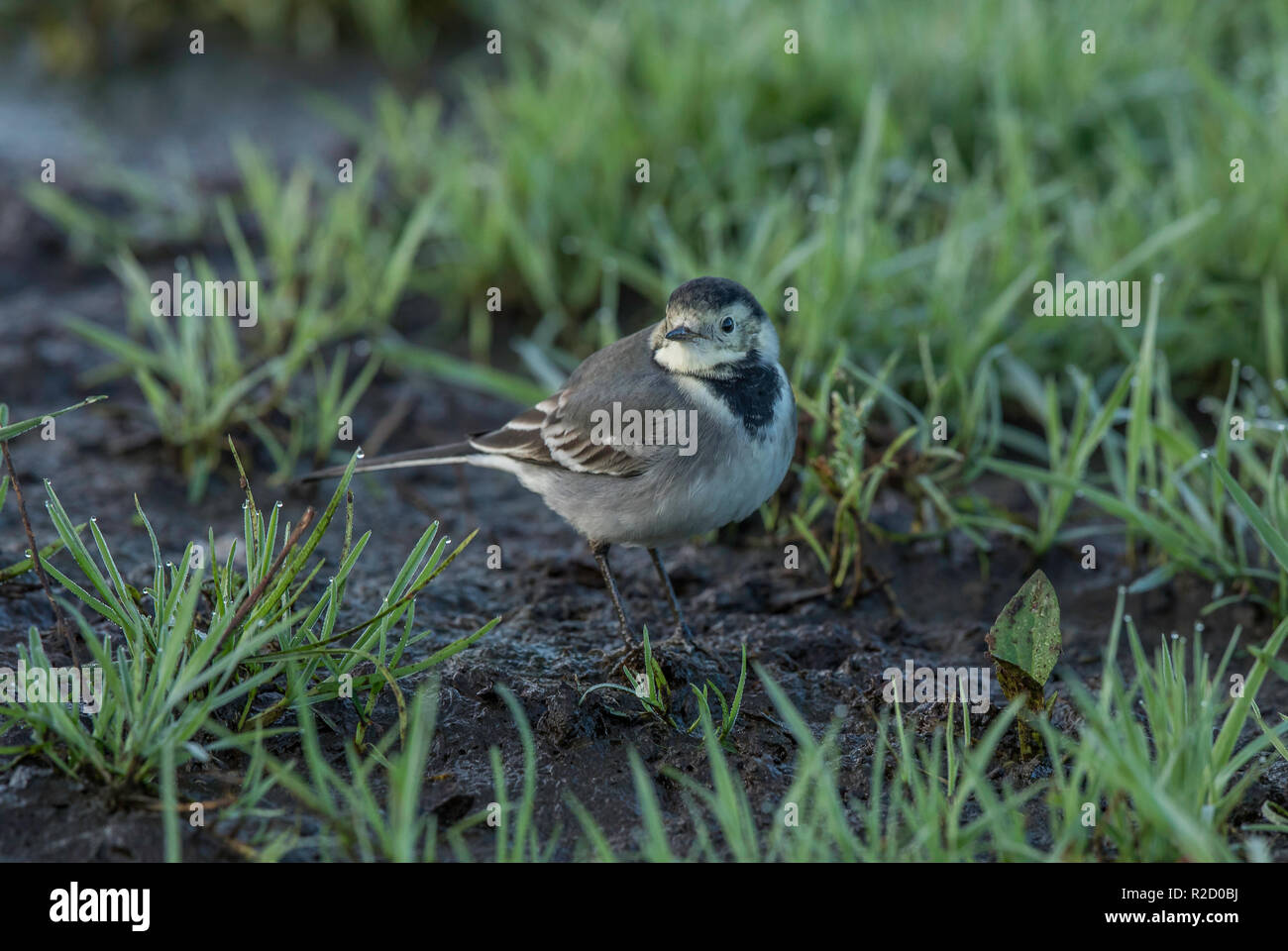 Pied White Wagtail Stock Photo - Alamy