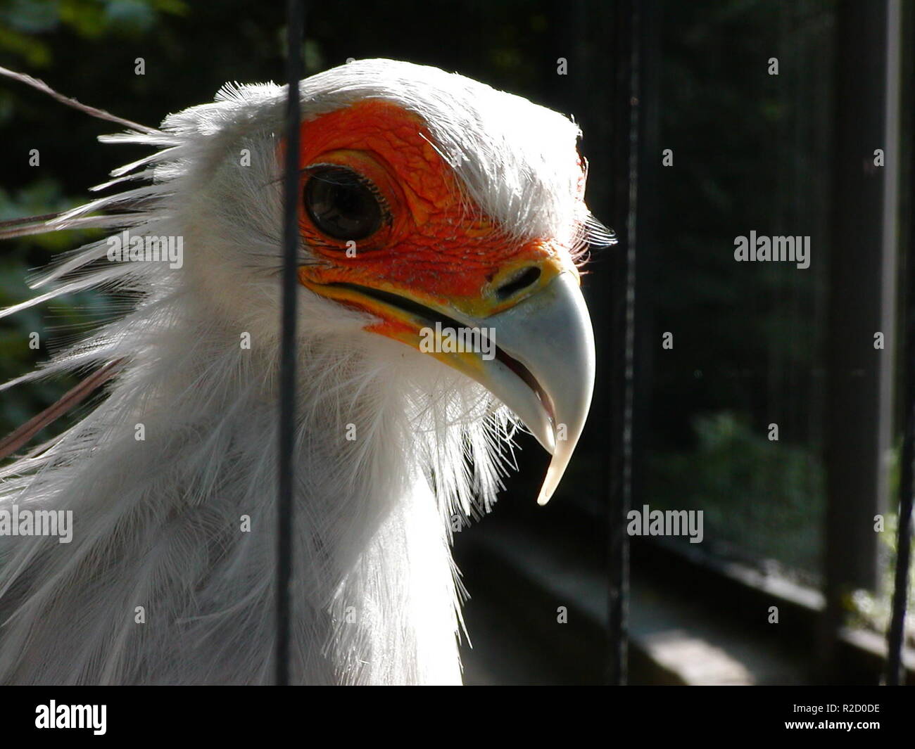Secretary bird portrait hi-res stock photography and images - Alamy