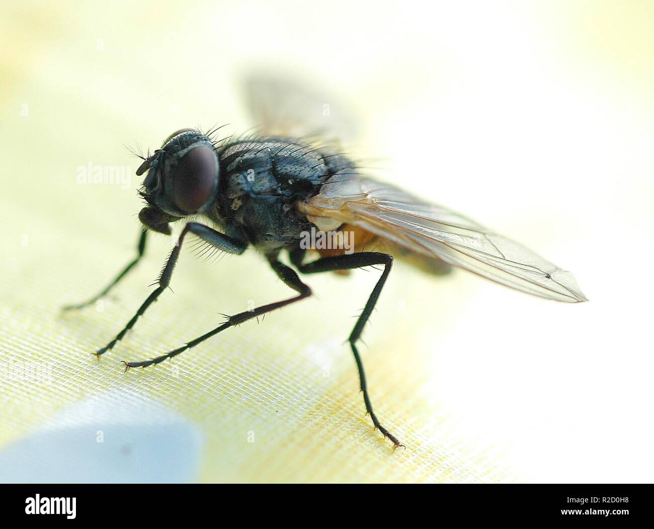 Cloth insects hi-res stock photography and images - Alamy