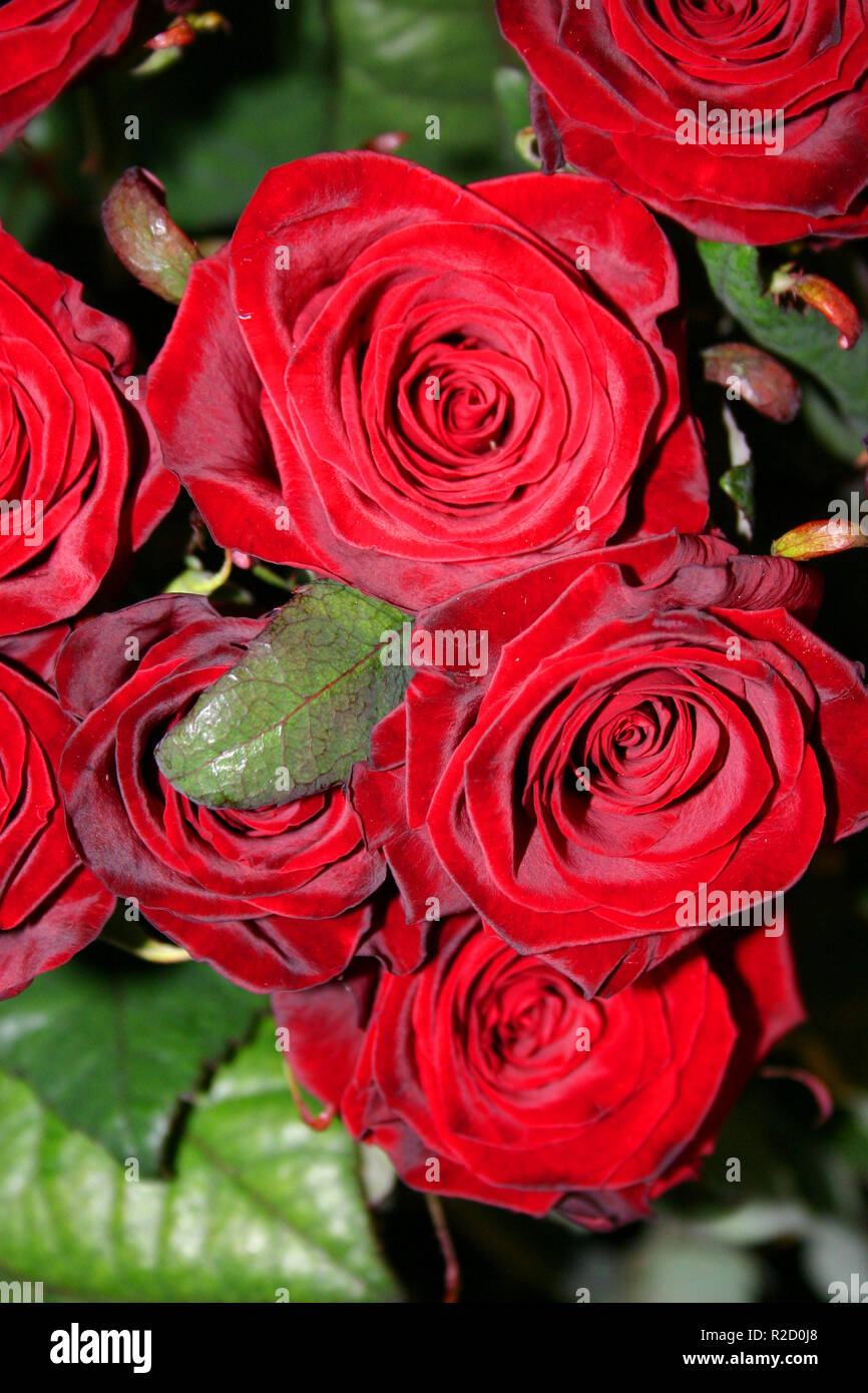 roses for tini Stock Photo - Alamy