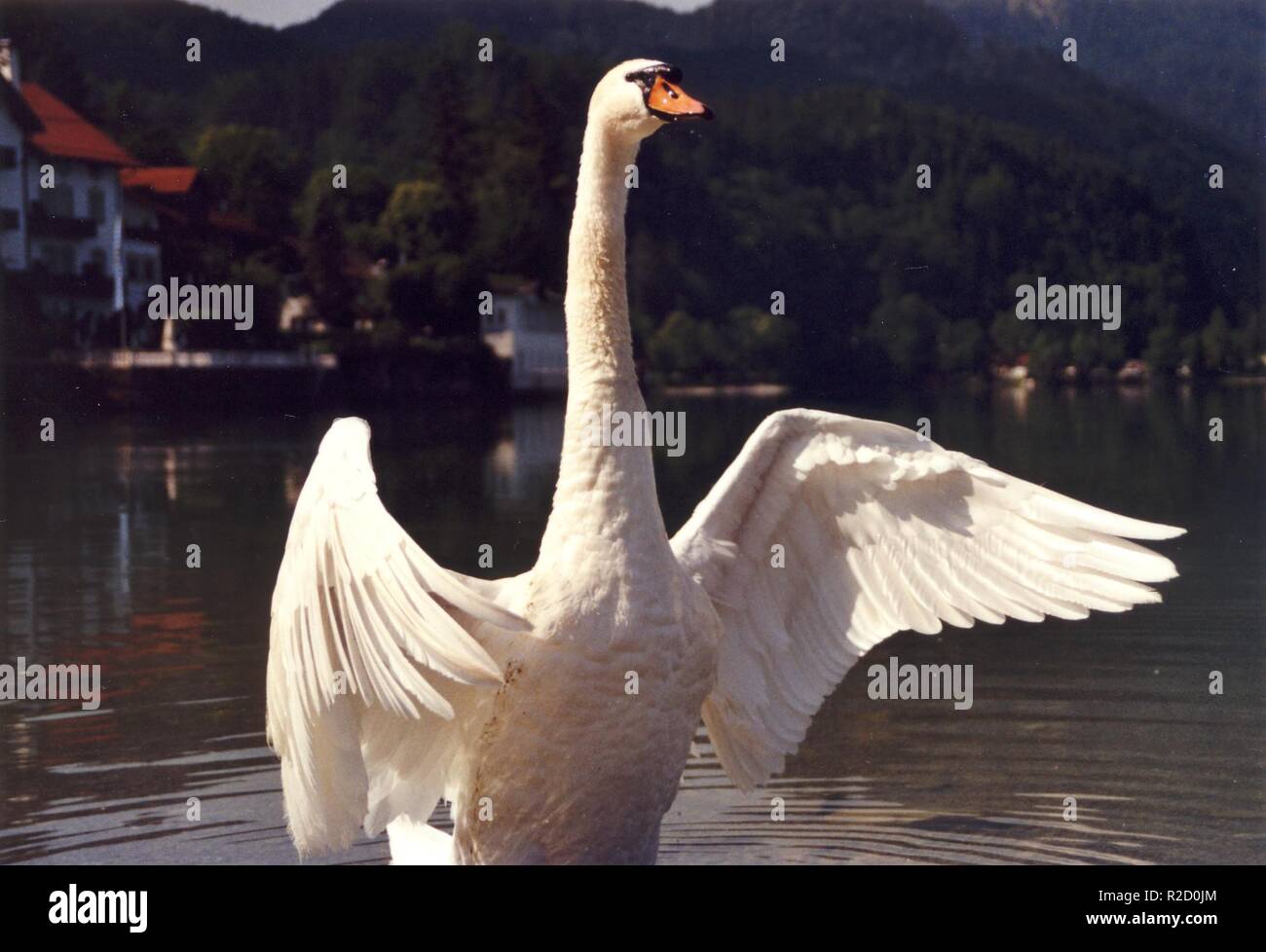 Swan close view hi-res stock photography and images - Alamy