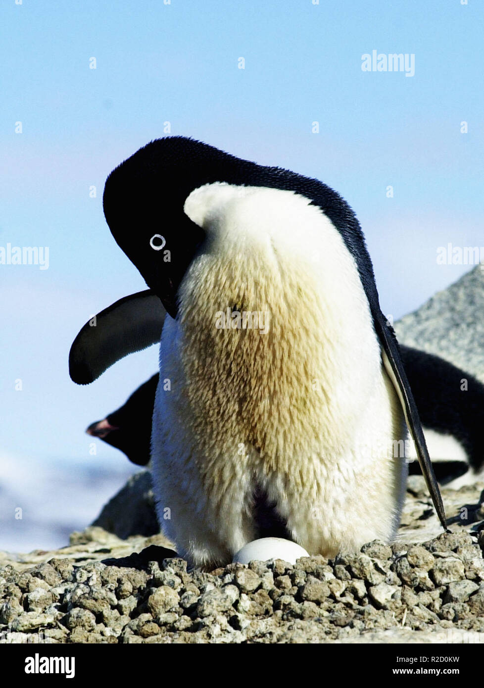 Antarctic adelie penguin egg hi-res stock photography and images - Alamy