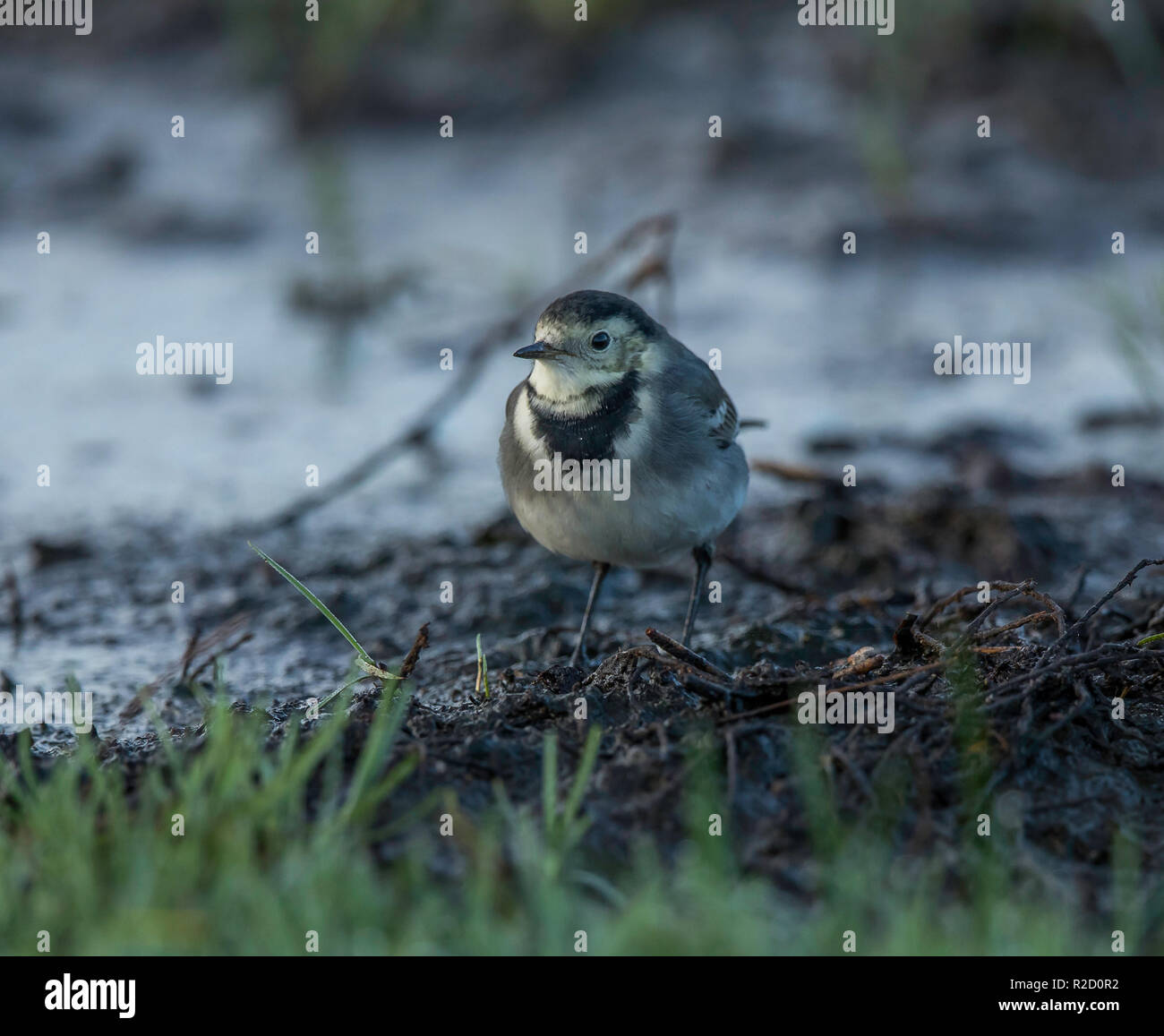 Pied wagtail farmland bird hi-res stock photography and images - Alamy