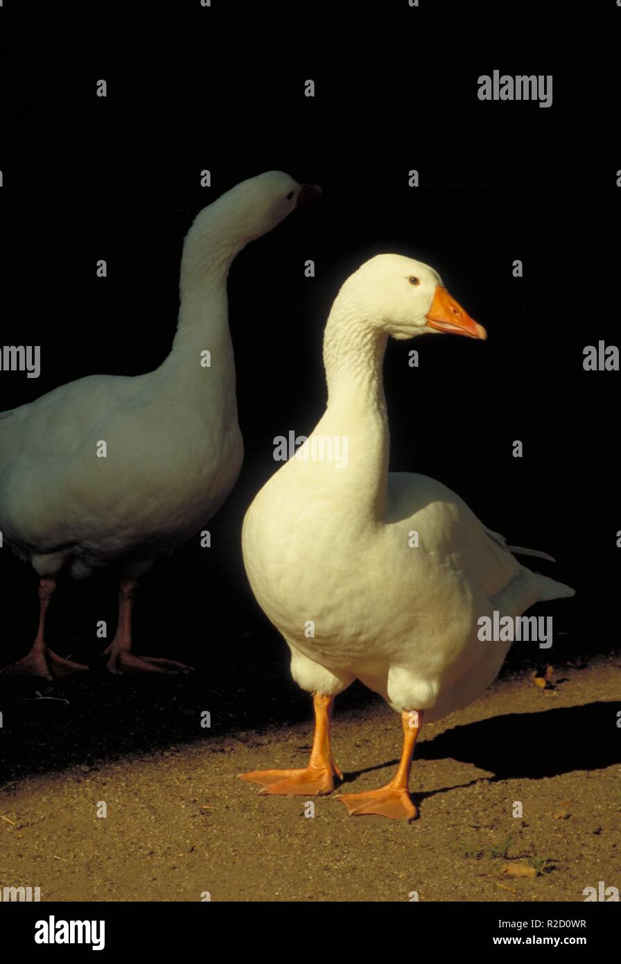 light and shadow in the life of the geese Stock Photo - Alamy