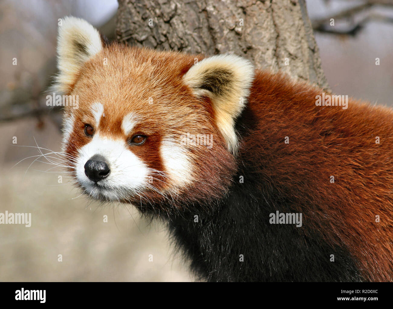 Kleinerpanda hi-res stock photography and images - Alamy