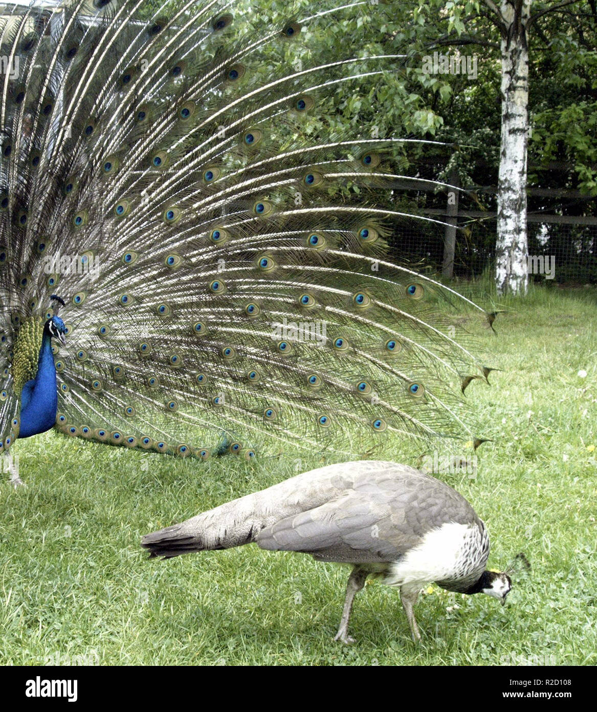 Birds peck peacock feathers hi-res stock photography and images - Alamy