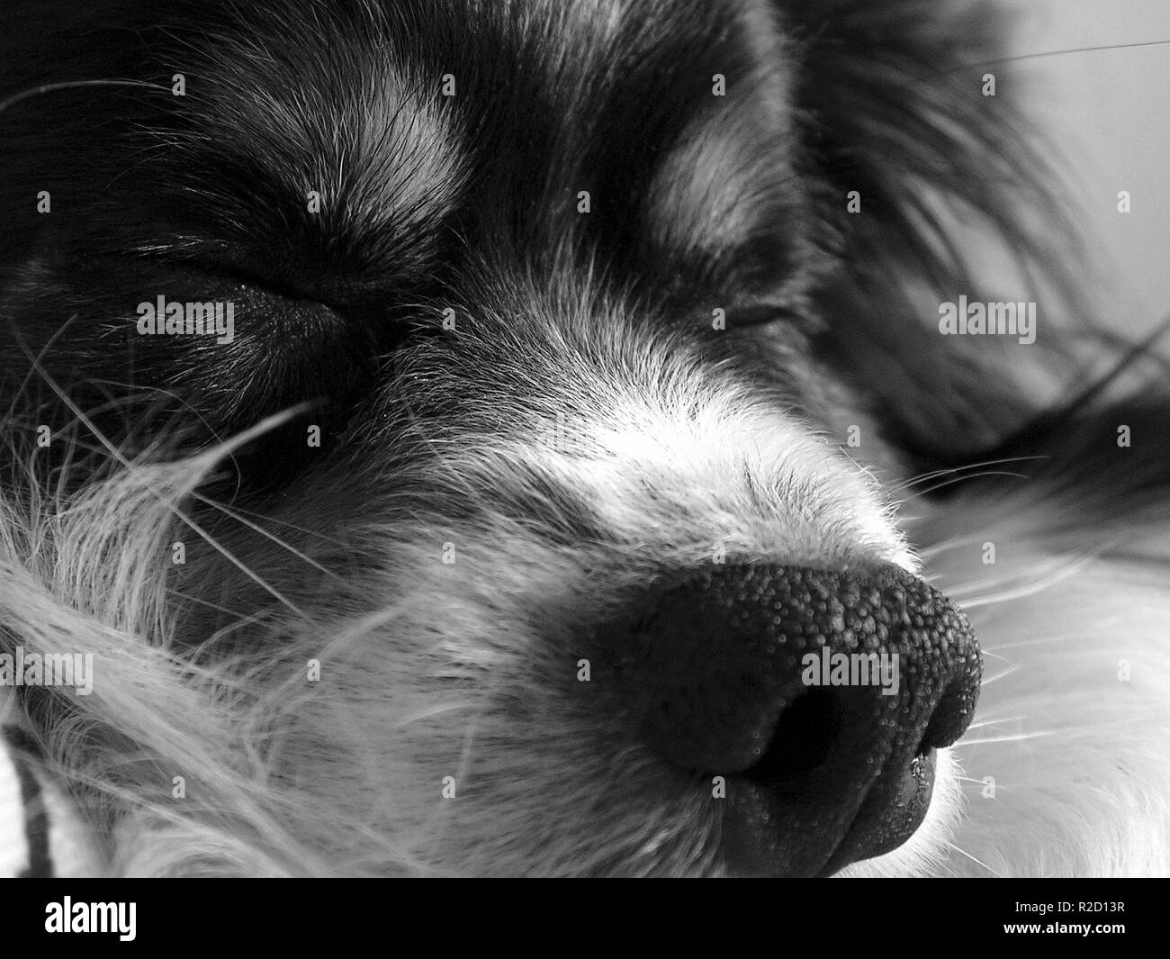 Bw dog hi-res stock photography and images - Alamy