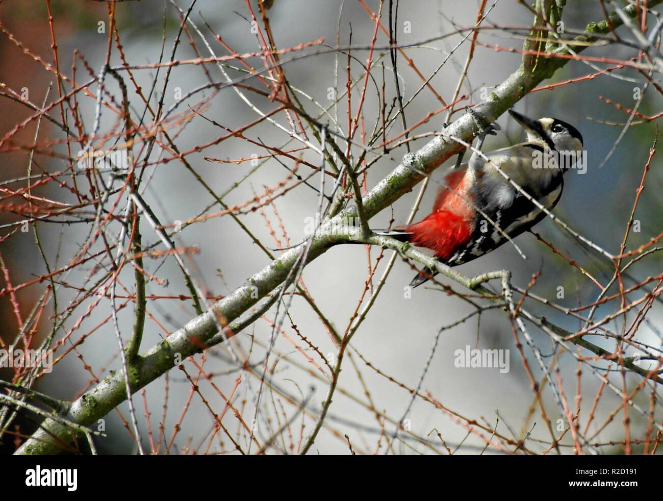 Buntspechte hi-res stock photography and images - Alamy