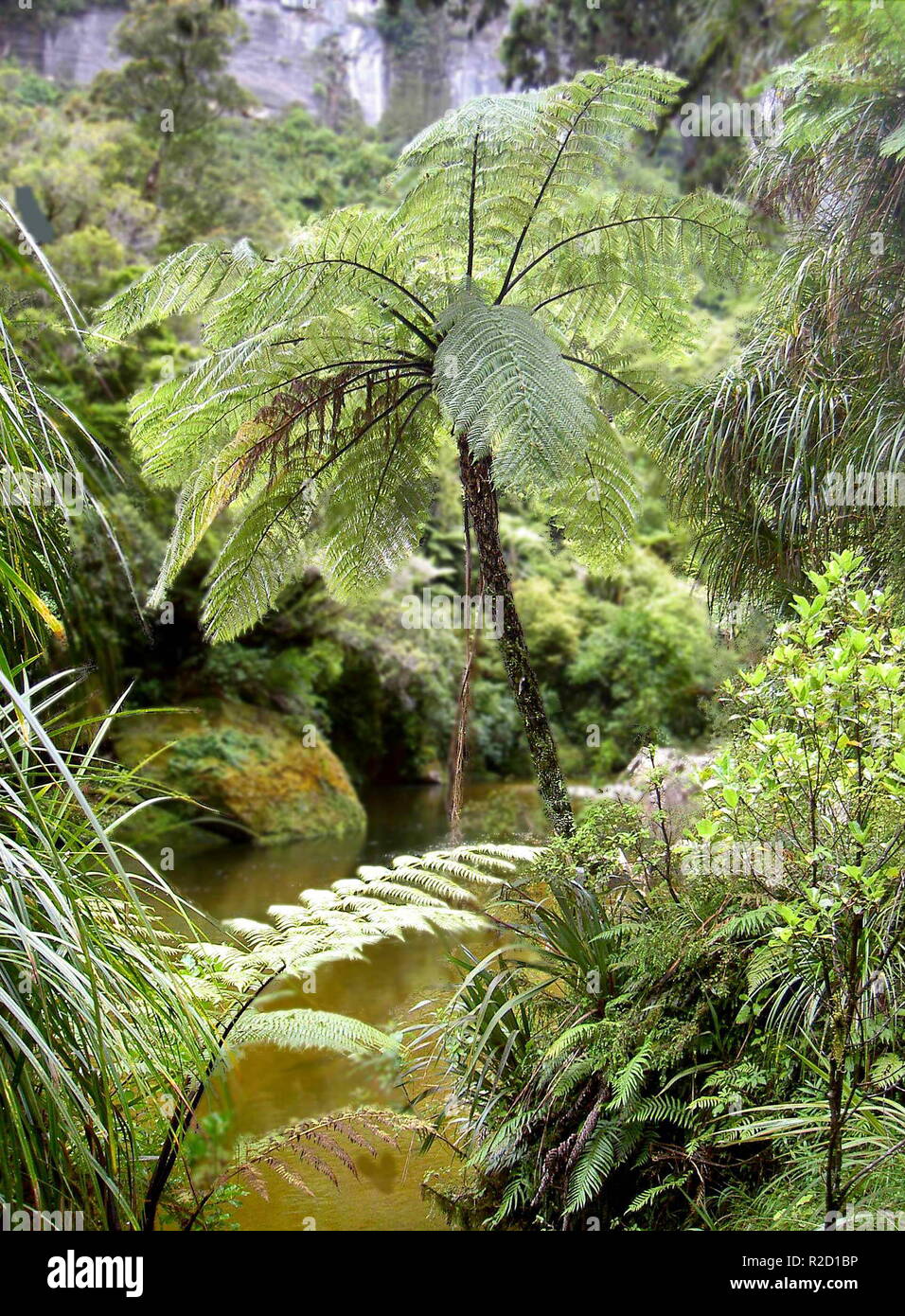 Silberfarn hi-res stock photography and images - Alamy