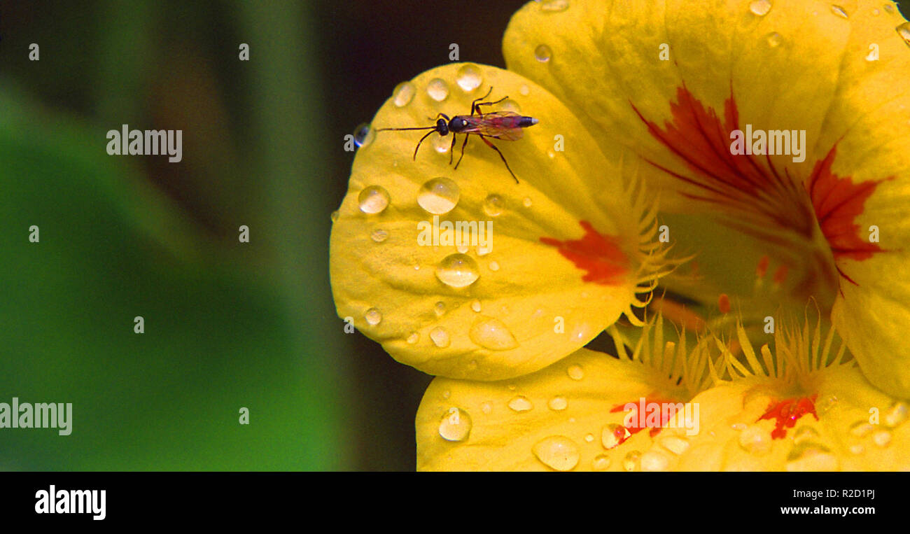 Hawaii insect hi-res stock photography and images - Alamy