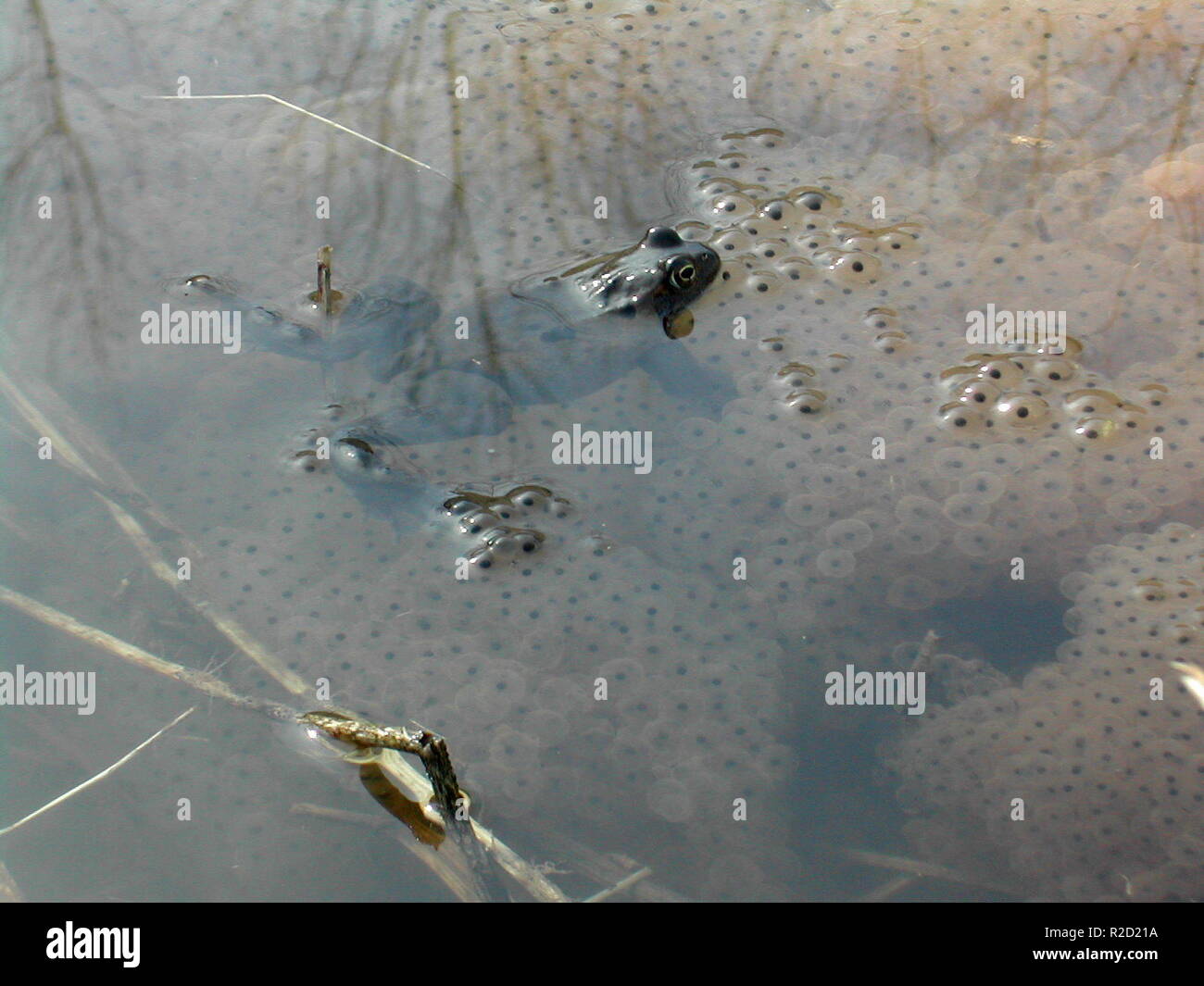 Toad spawn pond hi-res stock photography and images - Alamy