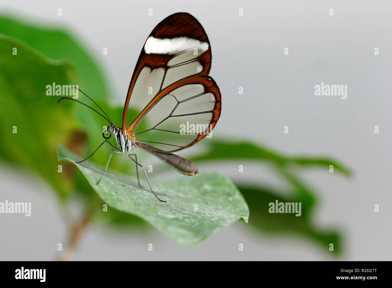 glass wing butterfly Stock Photo - Alamy