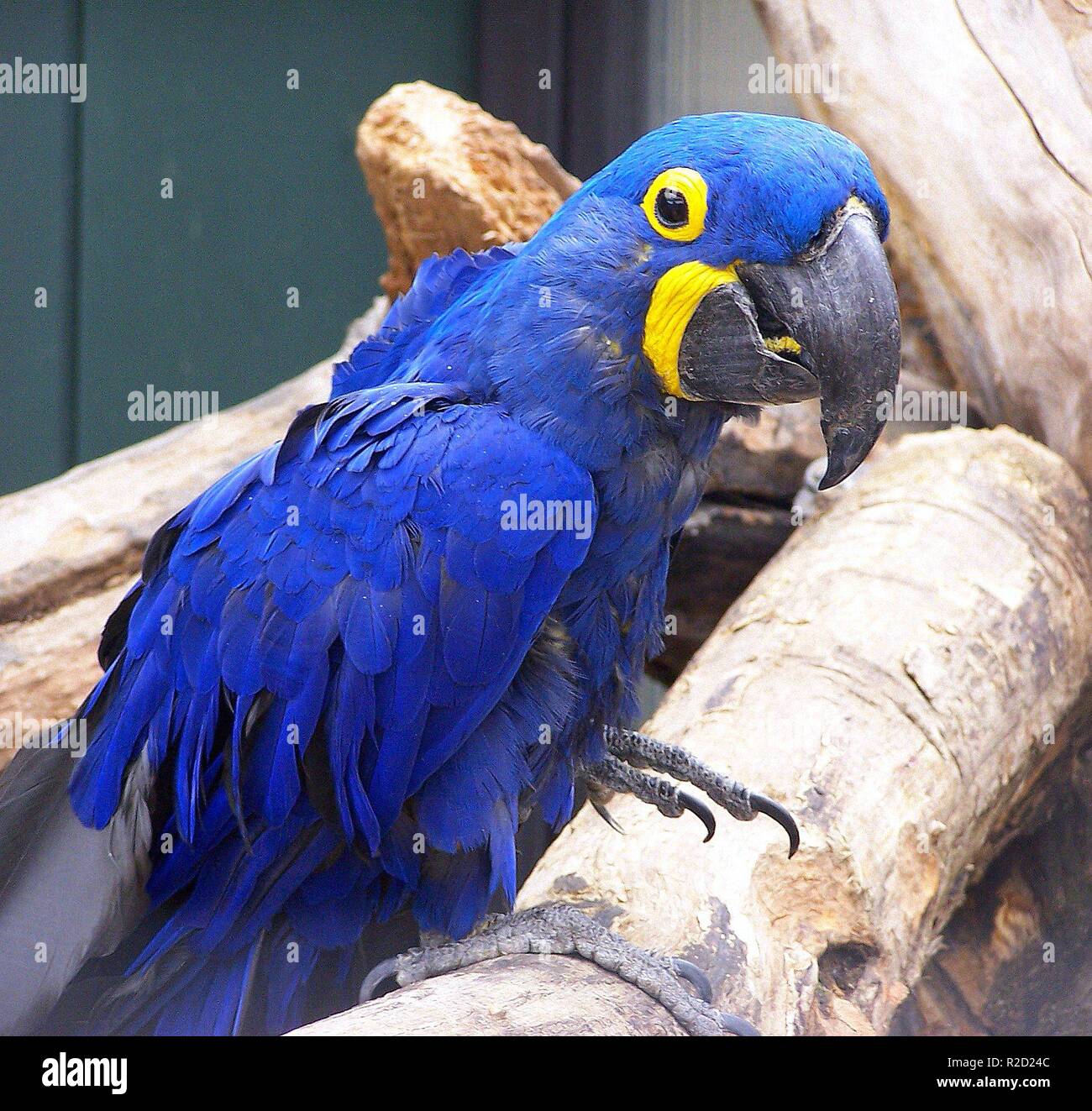 I am not bossy i am the boss hi-res stock photography and images - Alamy