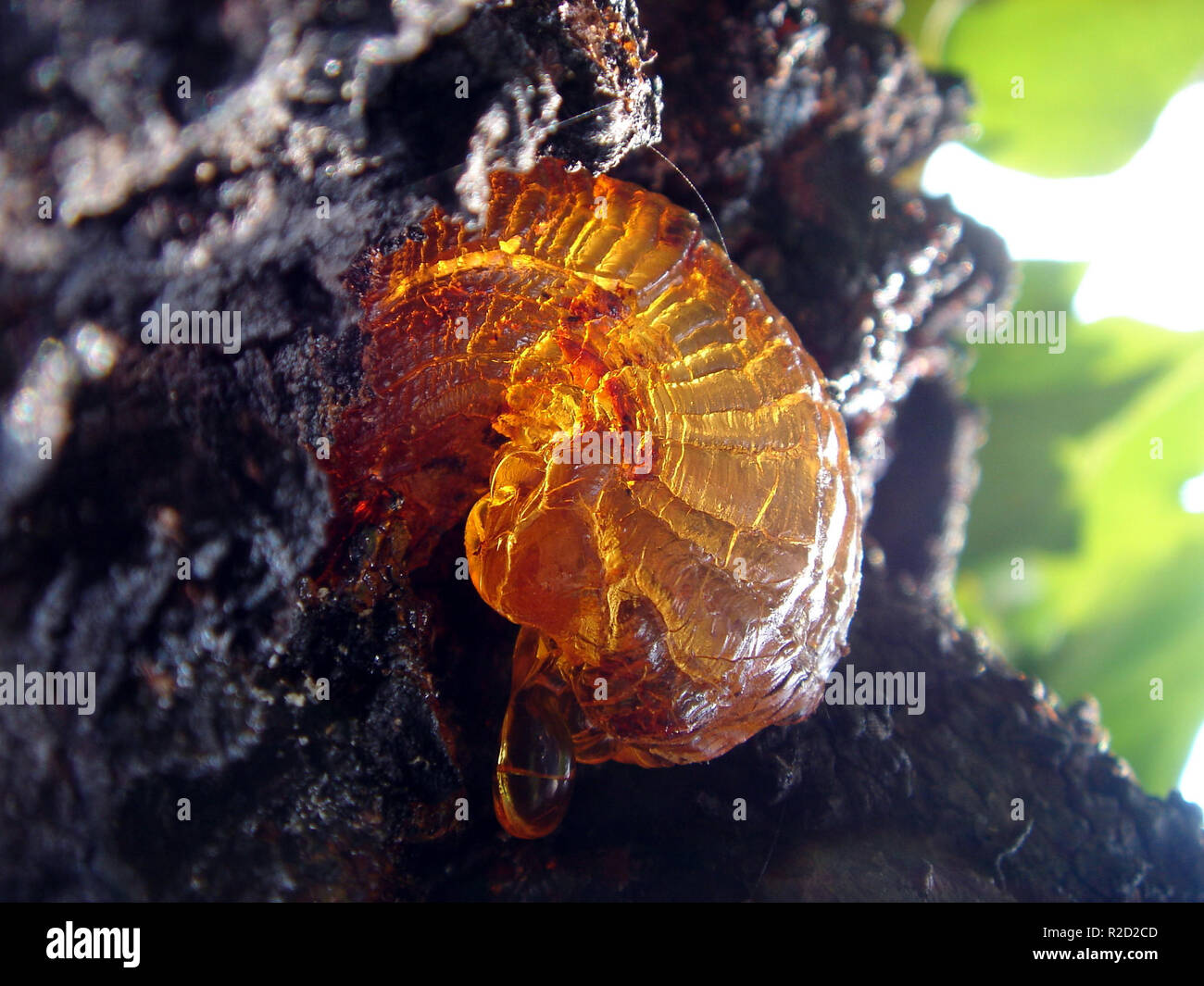 Resinous tree hi-res stock photography and images - Alamy