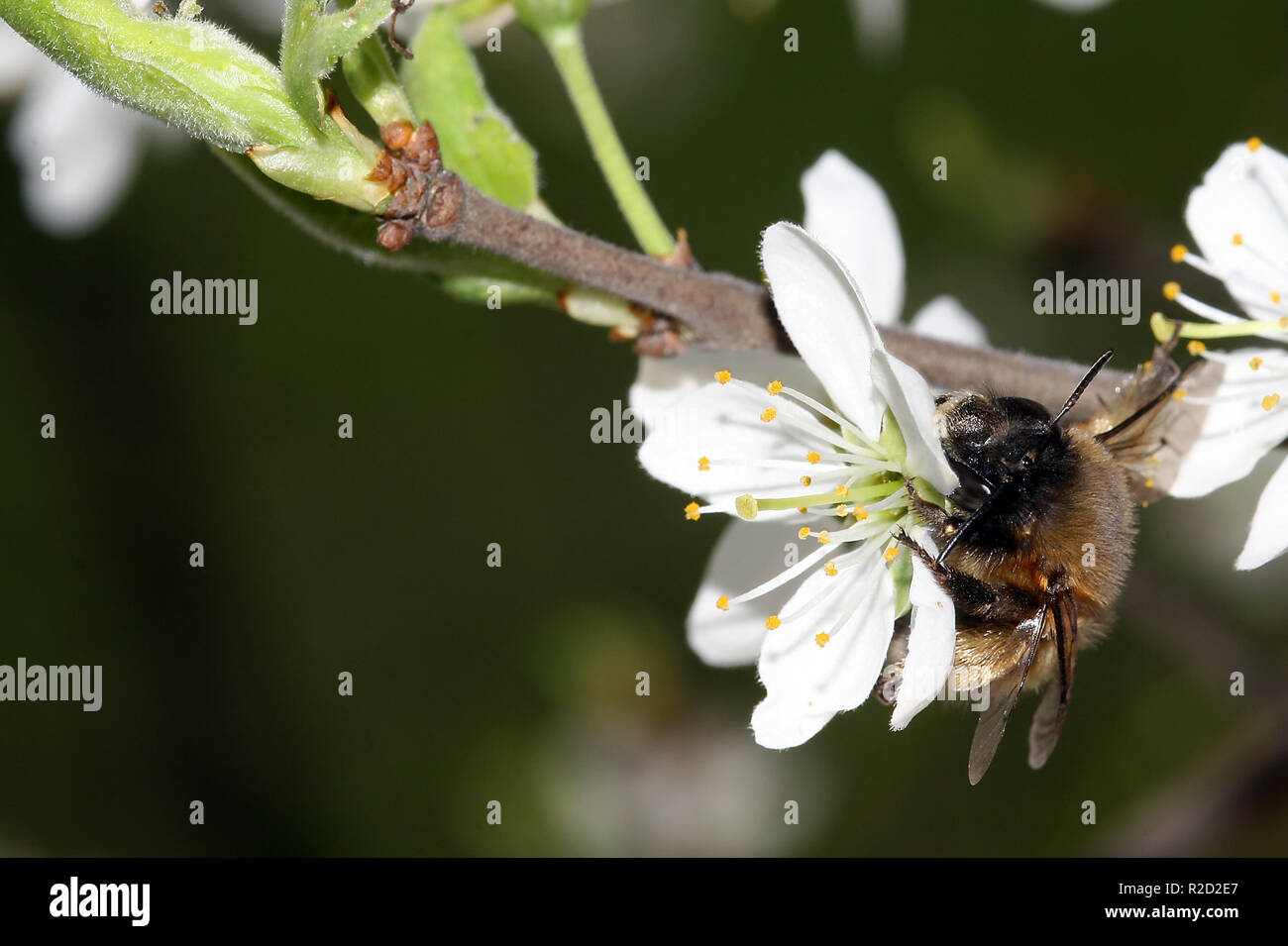 Animals bleed hi-res stock photography and images - Alamy