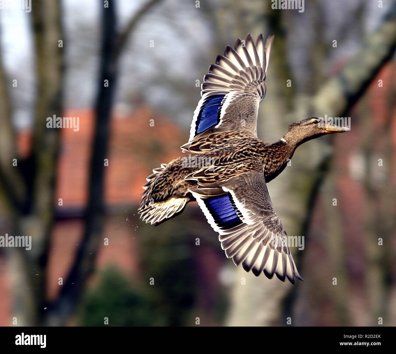duck in flight Stock Photo - Alamy