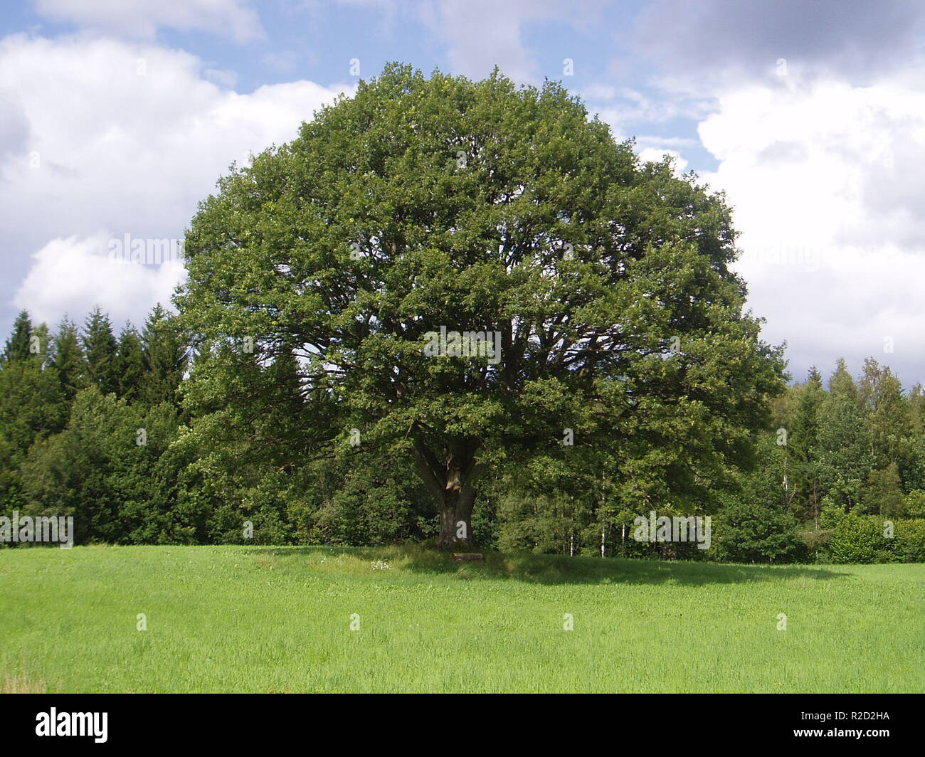 my friend the tree Stock Photo - Alamy