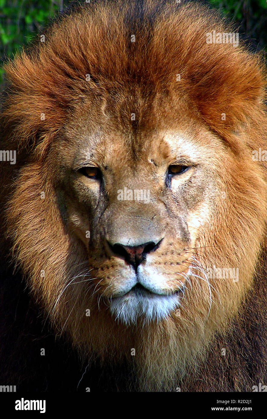 the lion king Stock Photo - Alamy