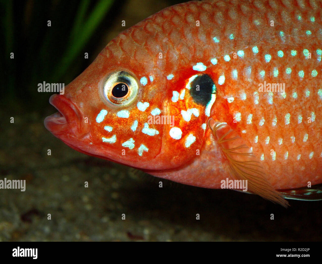 Buntbarsch hi-res stock photography and images - Alamy