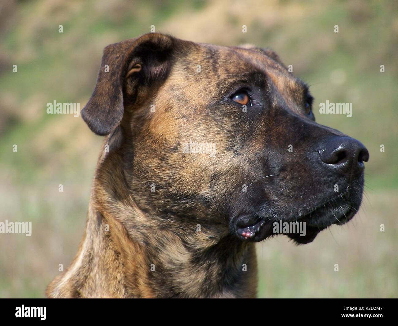 Bardino dog hi-res stock photography and images - Alamy