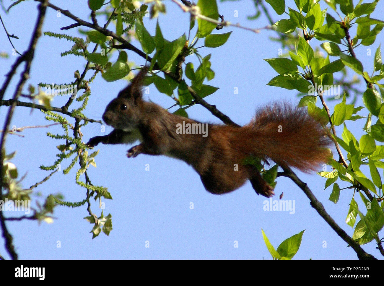 Flying squirrel jump hi-res stock photography and images - Alamy