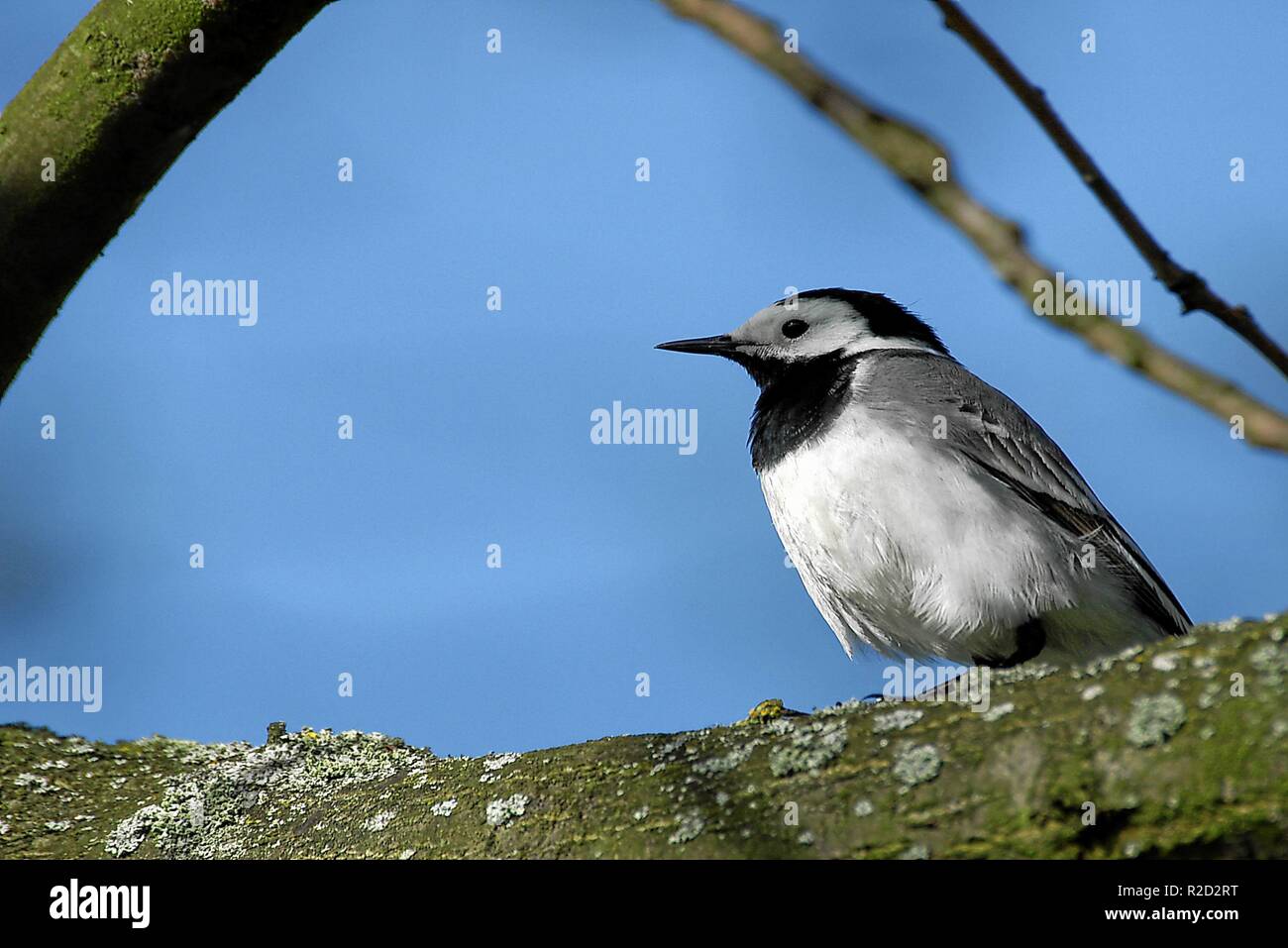 Wagtail wagtails hi-res stock photography and images - Alamy