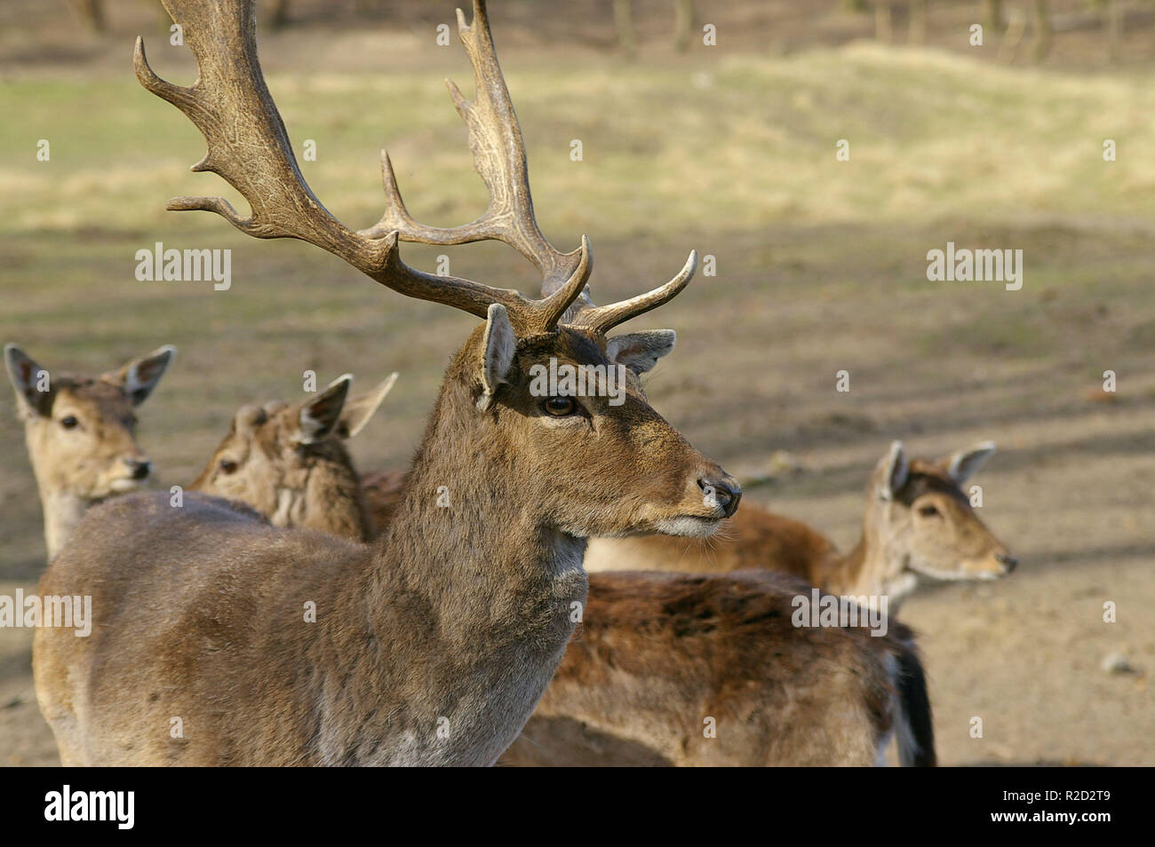 animals of the forest Stock Photo - Alamy
