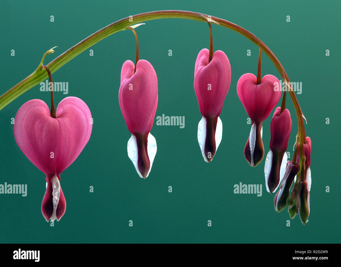 Crying hearts hi-res stock photography and images - Alamy