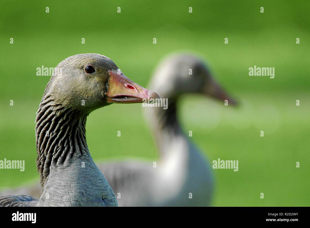 Greylag goose silhouette hi-res stock photography and images - Alamy