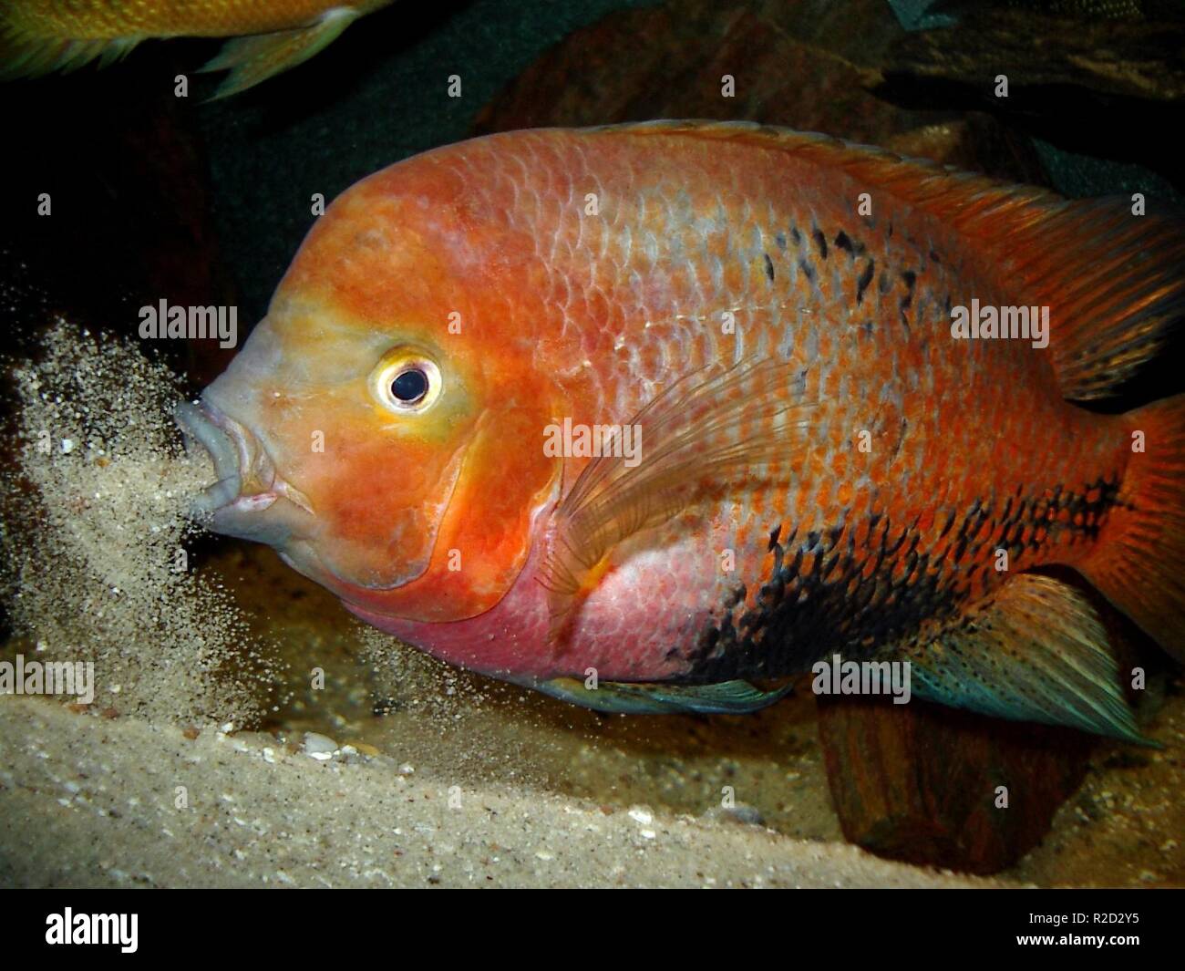 Synspilum Cichlid