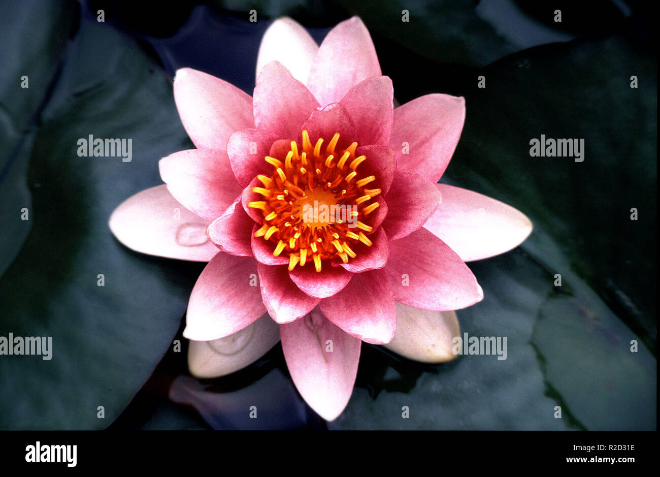 a lake rose Stock Photo - Alamy