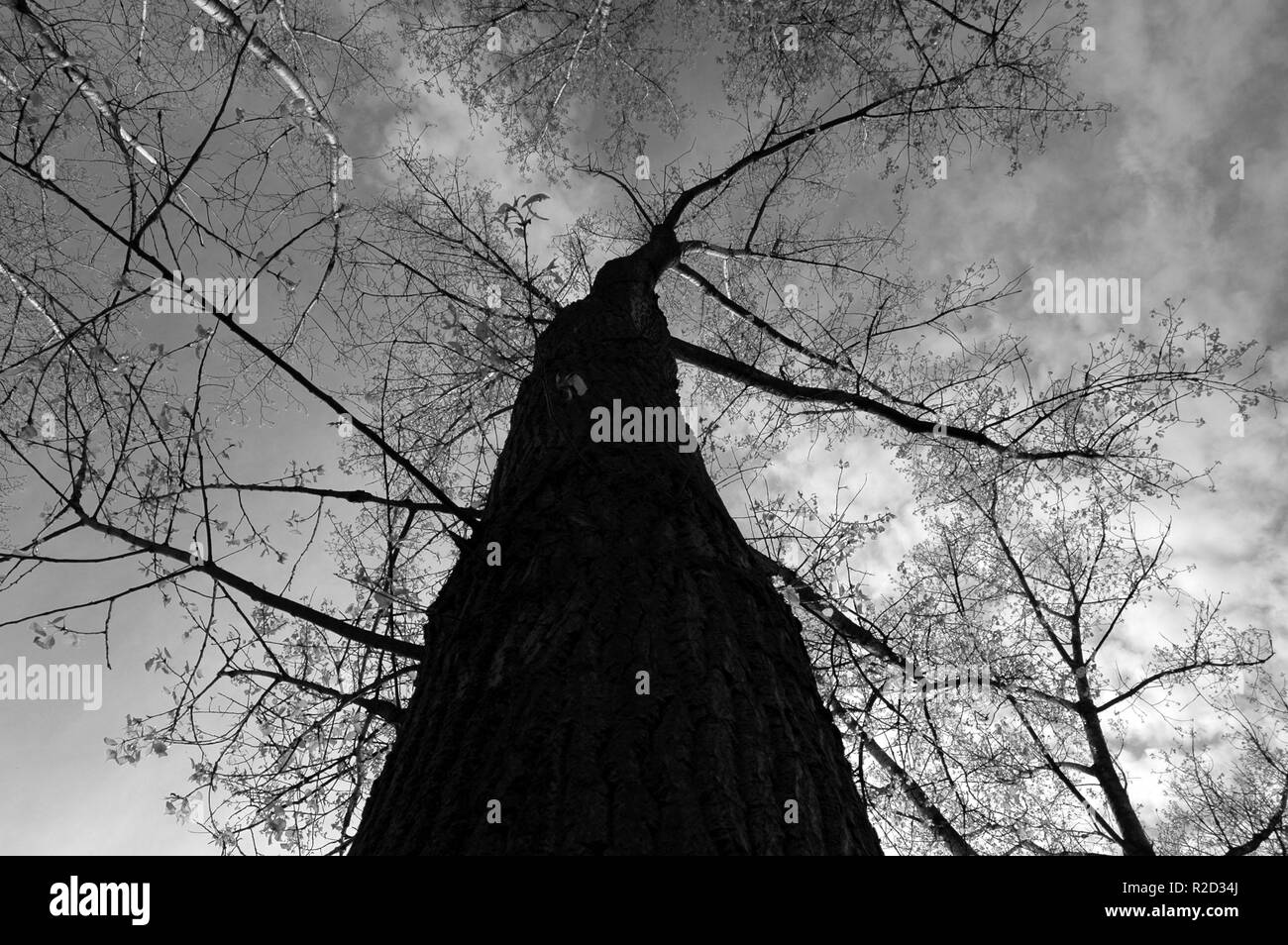 Black tree branches Black and White Stock Photos & Images - Alamy