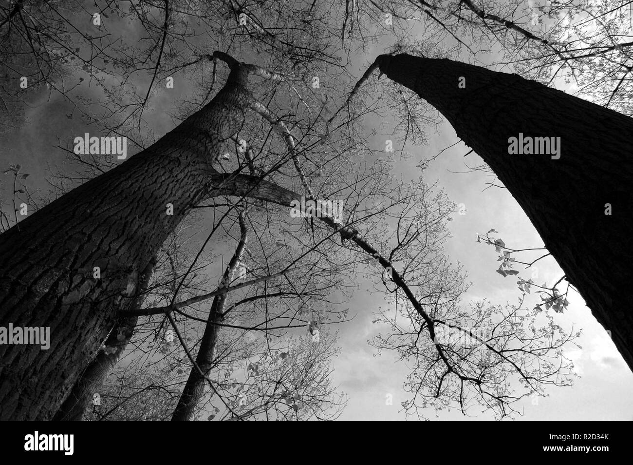 Blank trees Black and White Stock Photos & Images - Alamy